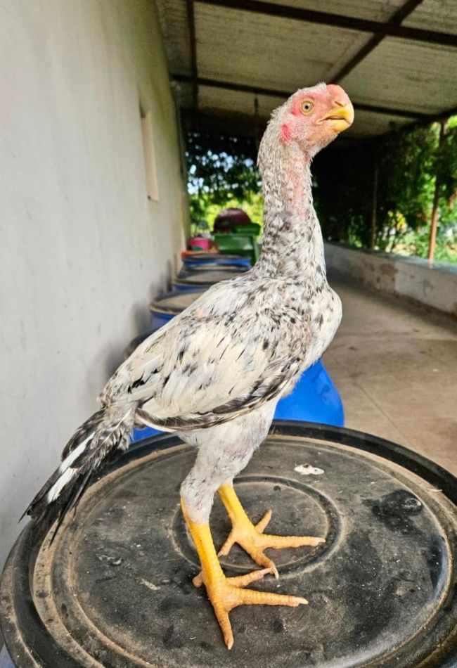 Parrot Beak Aseel Chicks